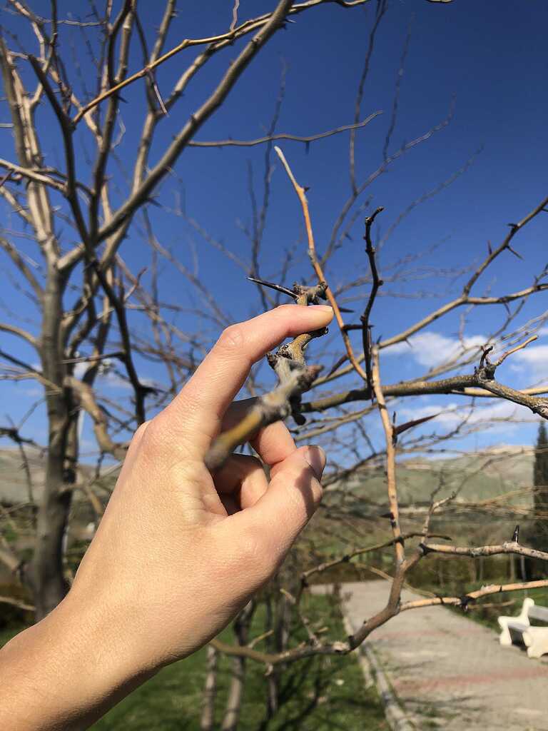 Legume Identification (Kurdistan) - Plants - ECHOcommunity Conversations