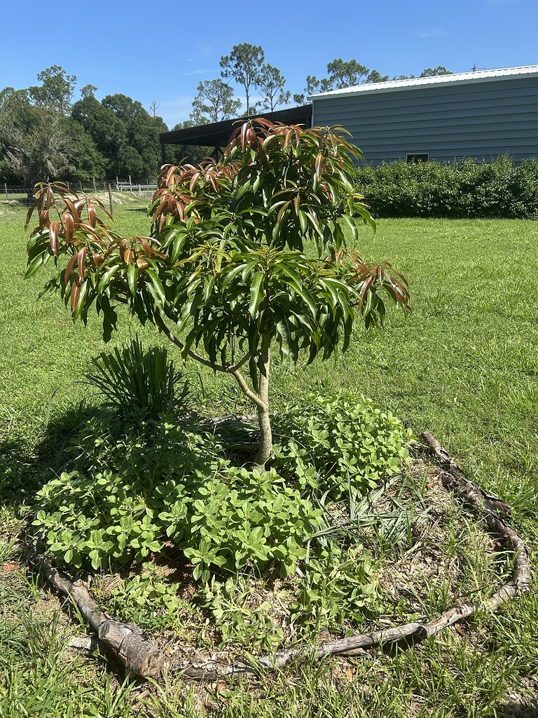 Utilizing Panadol as a support plant - Plants - ECHOcommunity Conversations