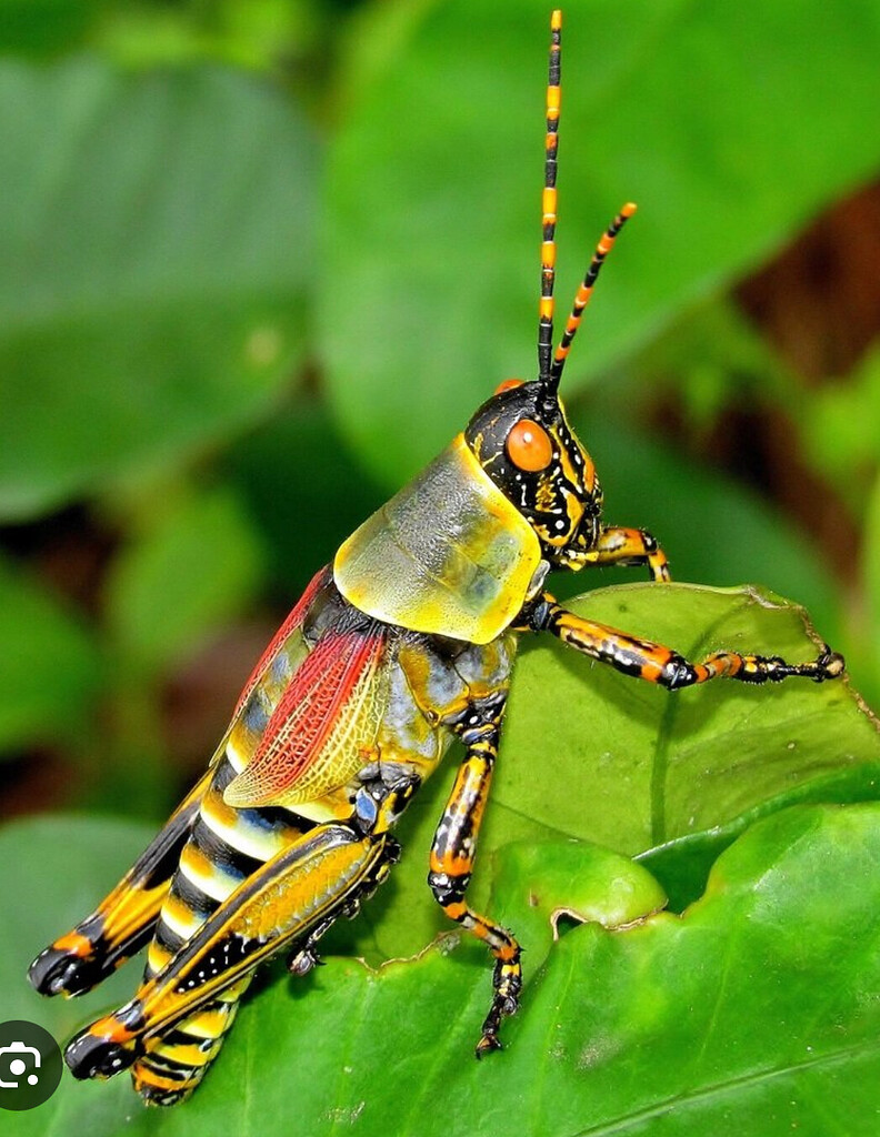 How to control elegant grasshoppers - ECHOcommunity Conversations