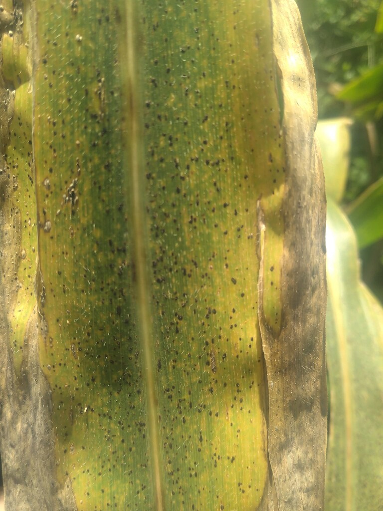 Fields of corn are dying. Please help me discern why - Plant Health - ECHOcommunity Conversations