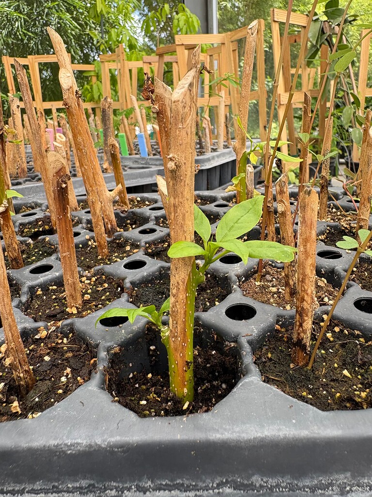Propagation techniques for Haitian basket vine - ECHOcommunity ...