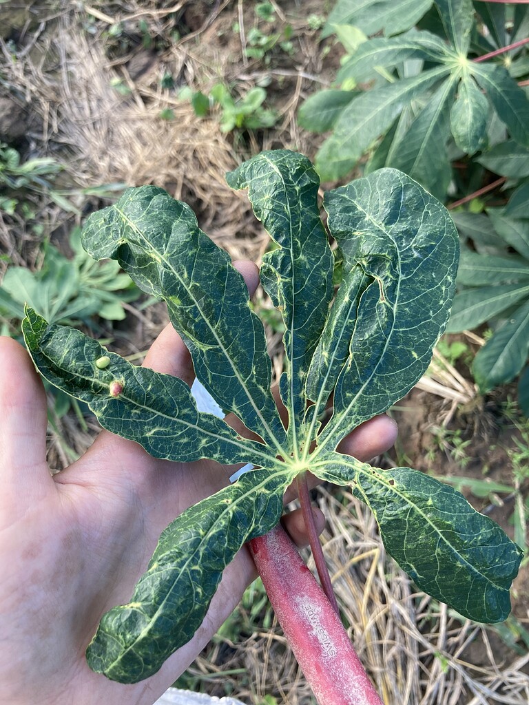 Cassava Misshapen/Discolored Leaves - ECHOcommunity Conversations